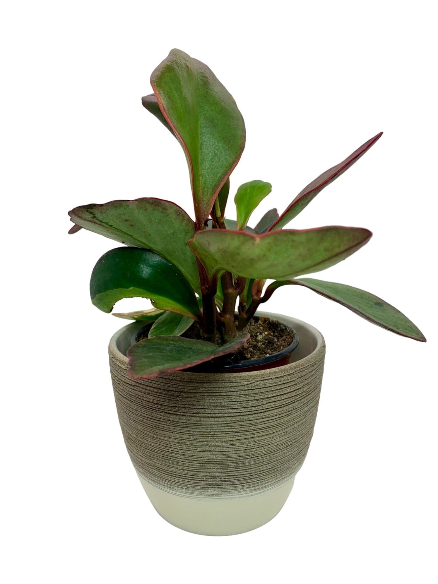 Peperomia Obtusifolia Red Edge — Cactus en Ligne