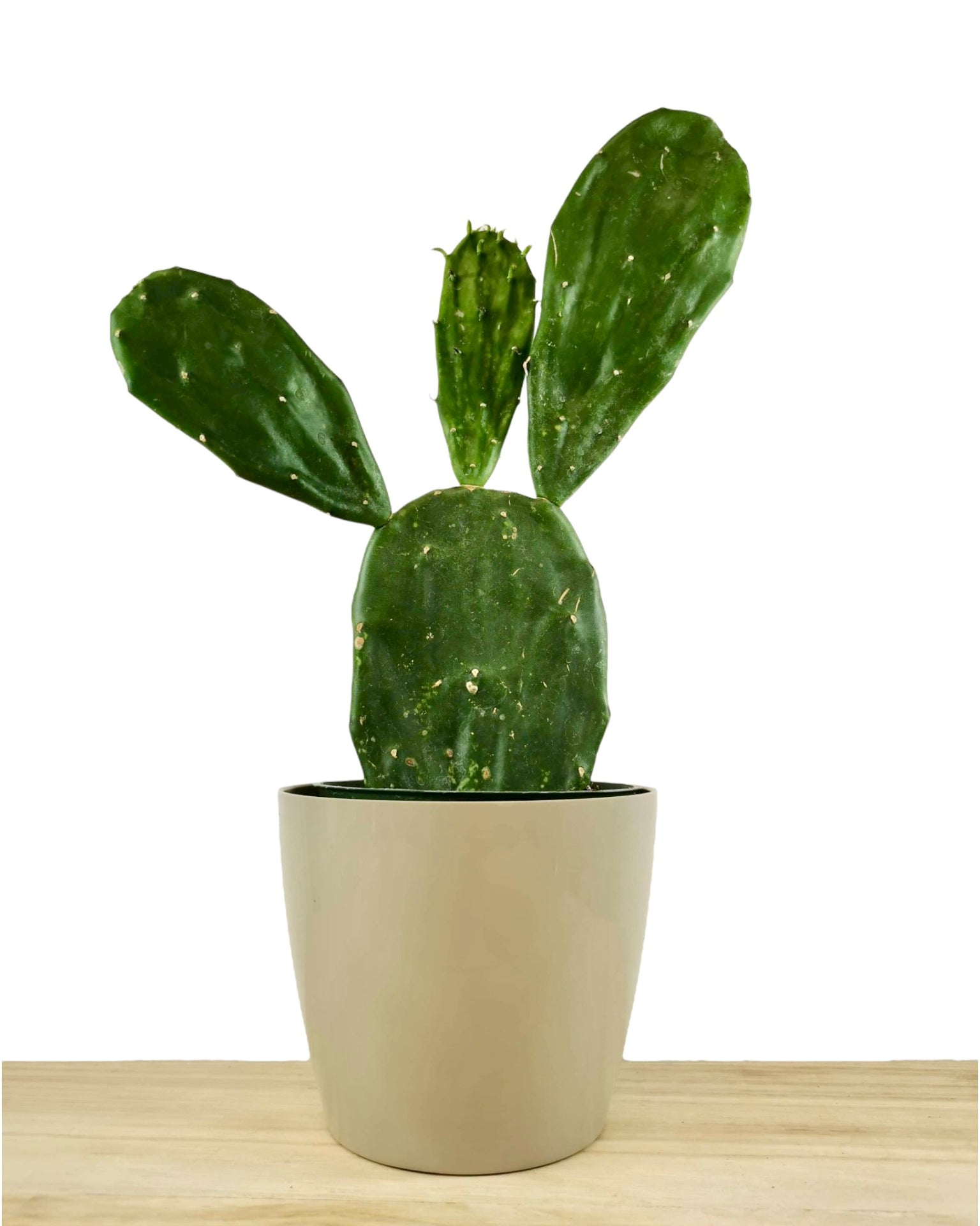 The biggest variety of cacti plants online in Canada — Cactus en Ligne