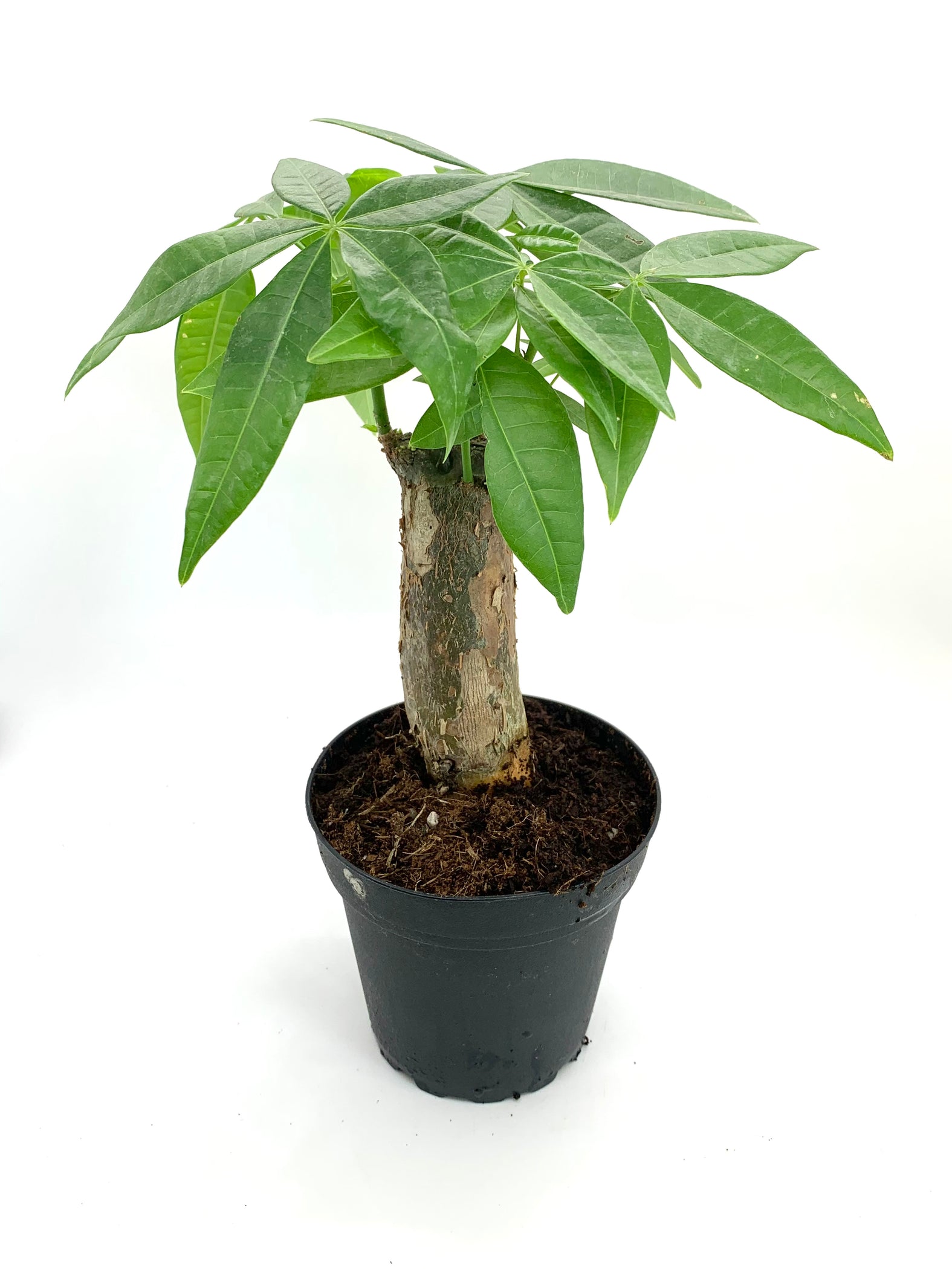 Pachira Aquatica - Money Tree Stump — Cactus en Ligne