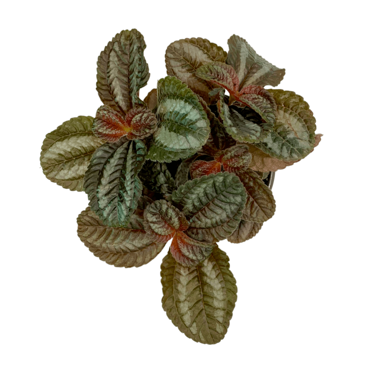 Pilea Spruceana Red — Cactus en Ligne