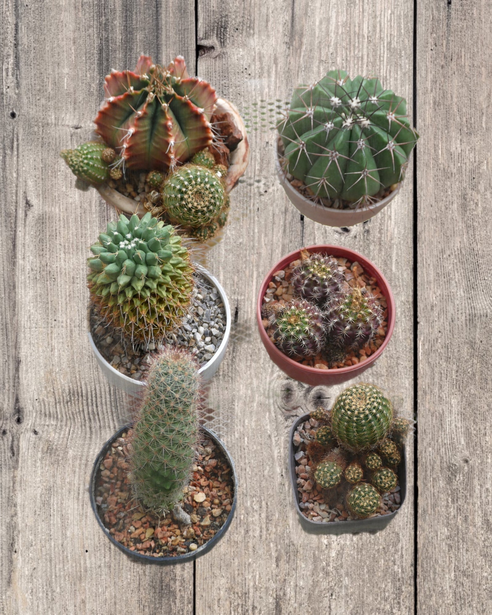 The biggest variety of cacti plants online in Canada — Cactus en Ligne