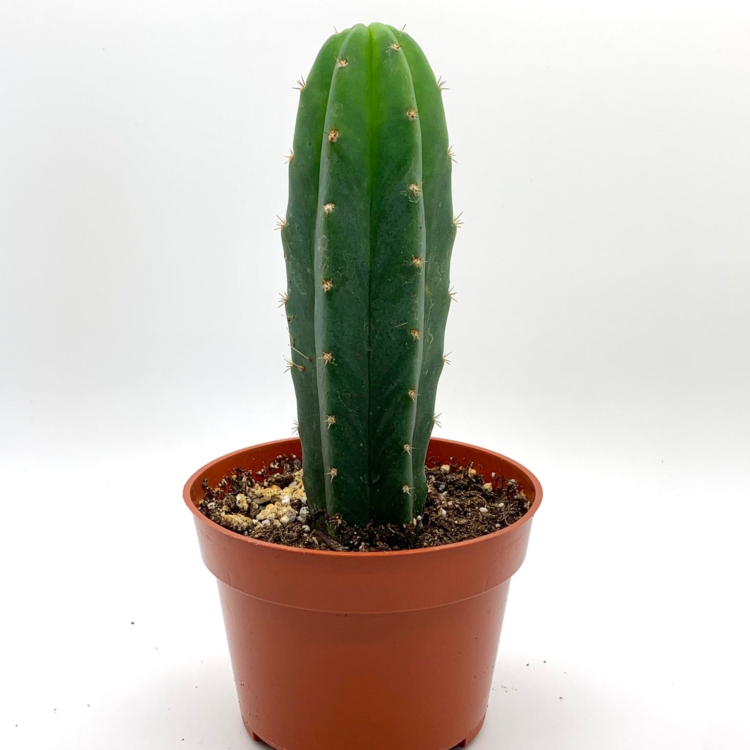 Le plus grand choix des cactus au Canada — Cactus en Ligne