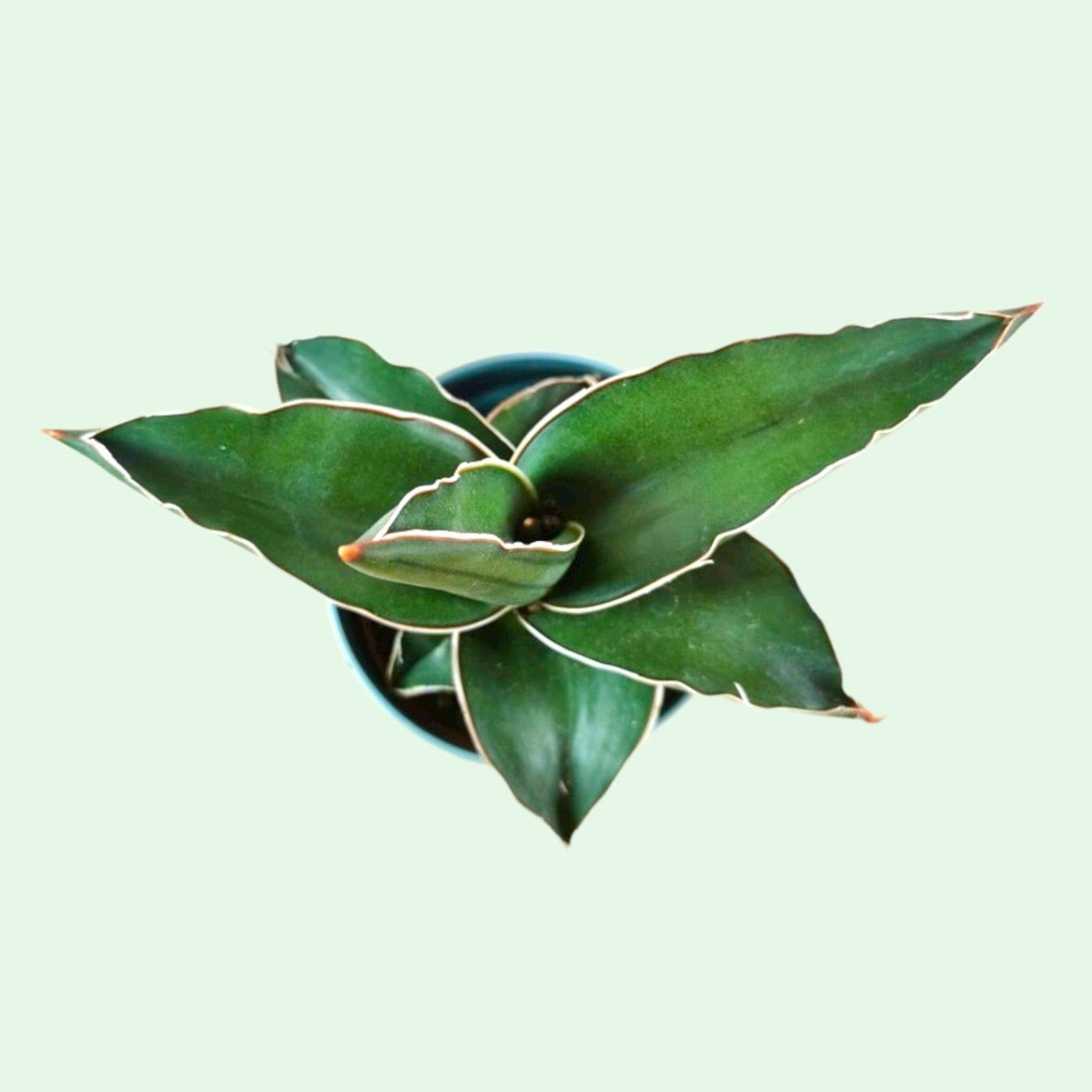 Sansevieria Samurai — Cactus en Ligne