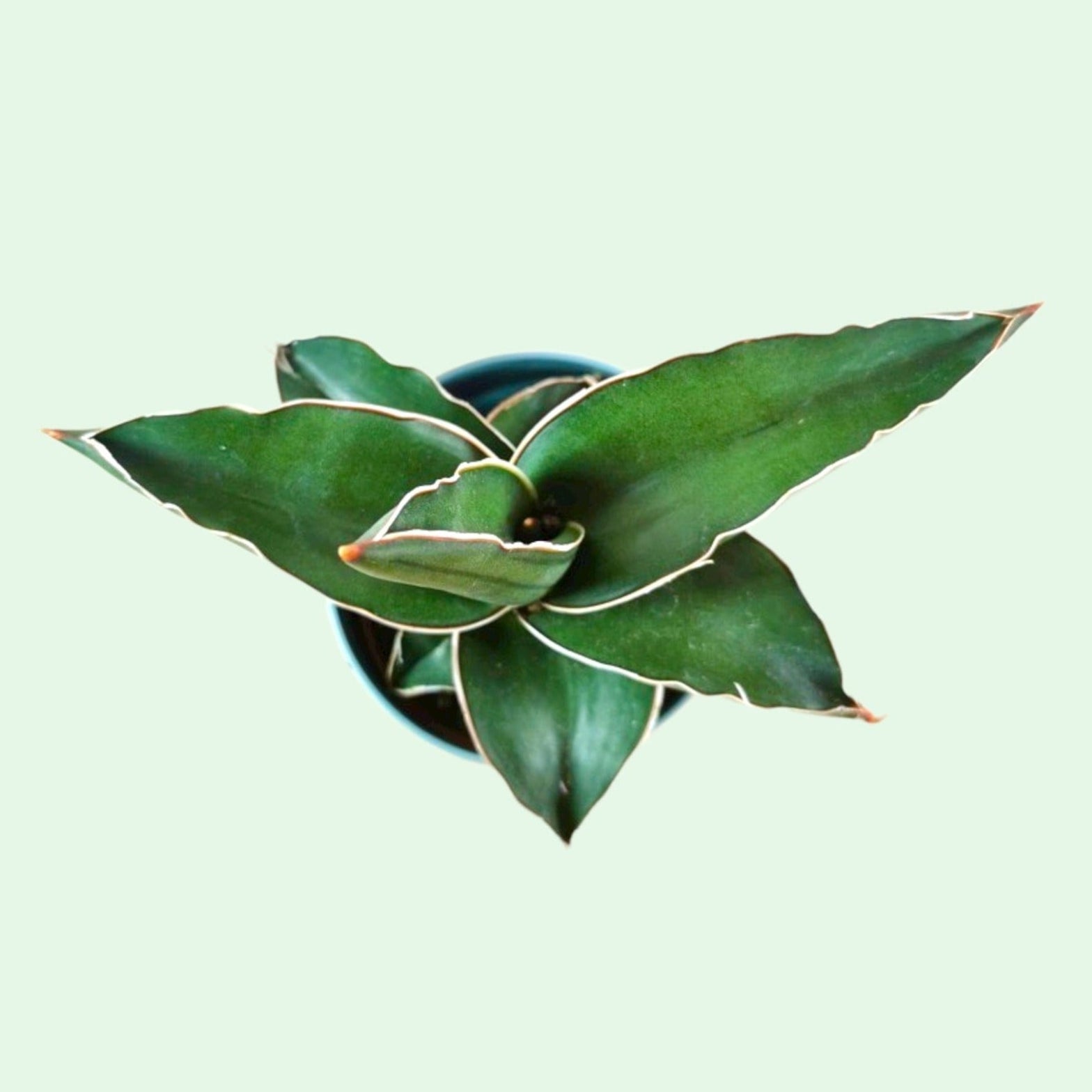 Sansevieria Samurai — Cactus en Ligne