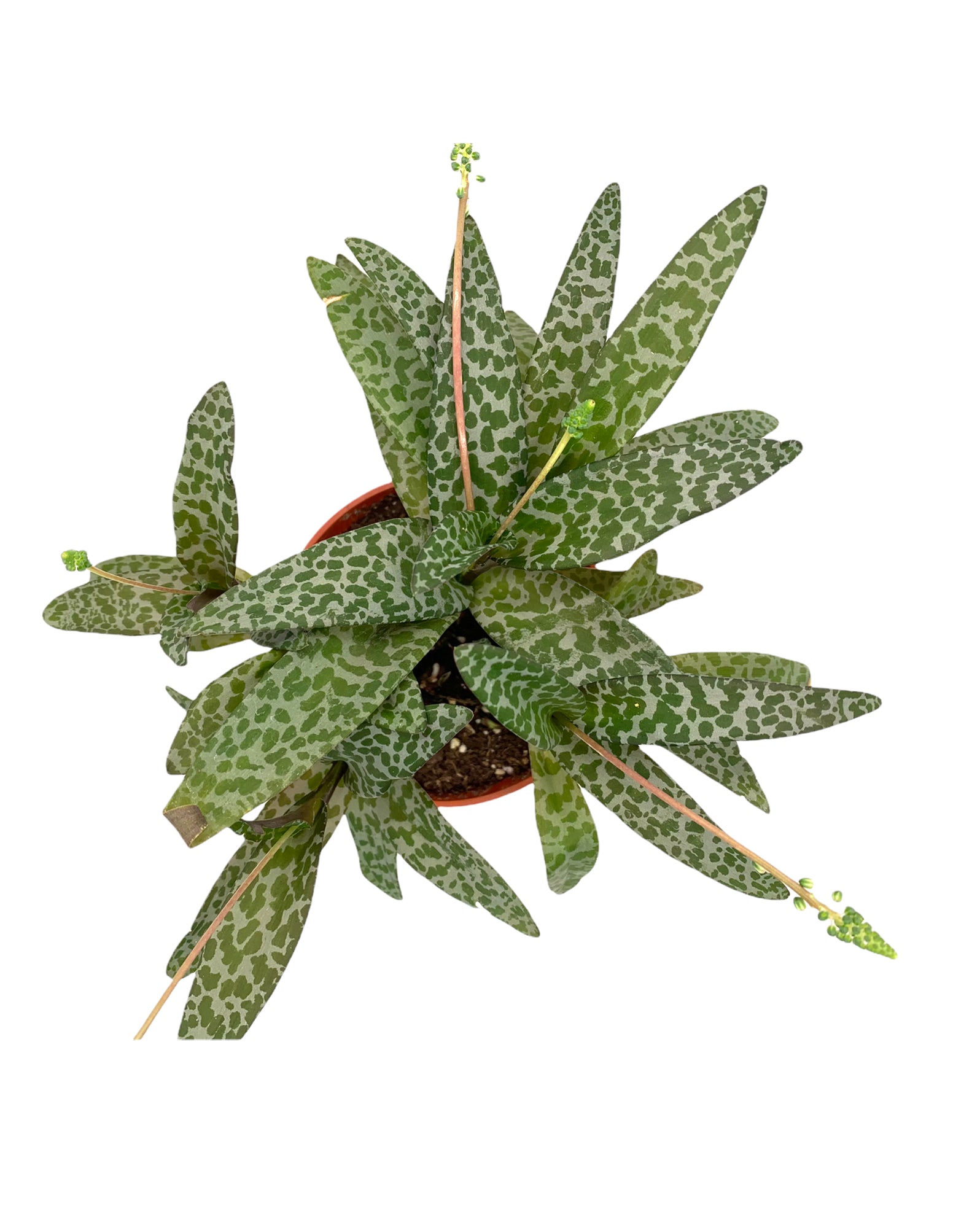 Scilla Violacea Leopard Lily — Cactus en Ligne