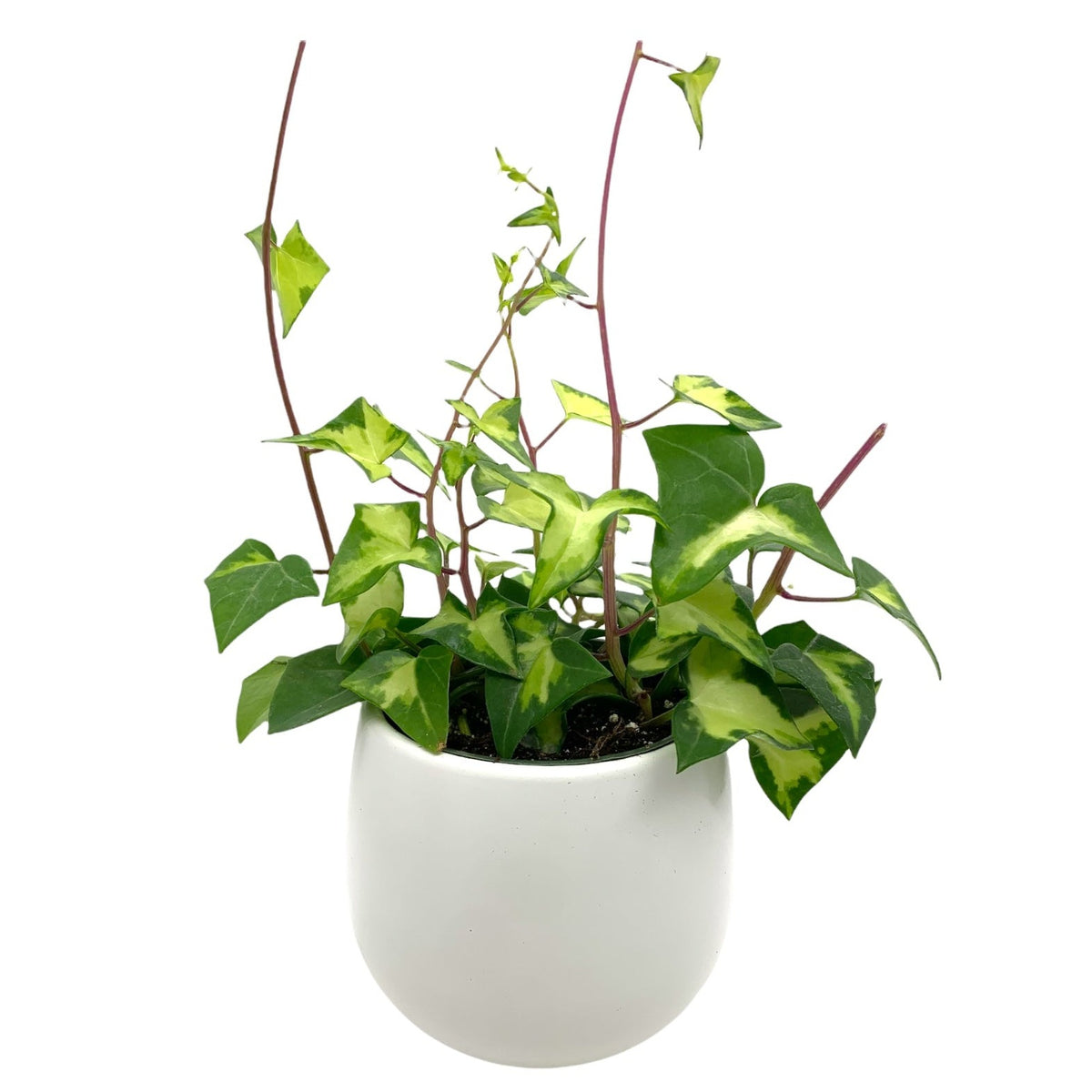 Senecio Macroglossus Wax Ivy Variegated — Cactus en Ligne
