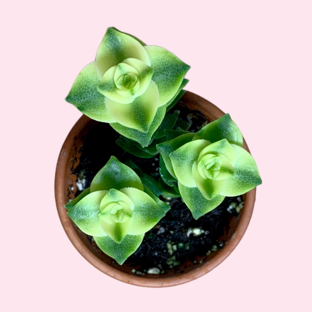 Crassula Perforata String of Buttons Variegated — Cactus en Ligne