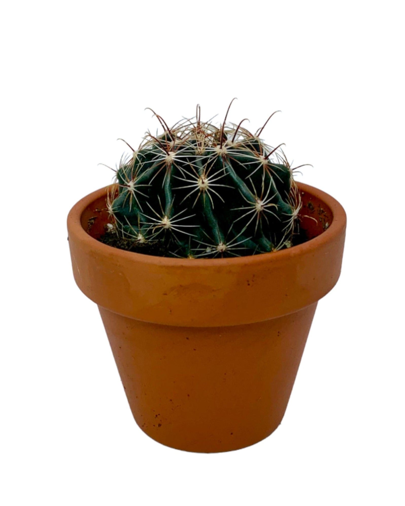 Ferocactus Setispinus — Cactus en Ligne