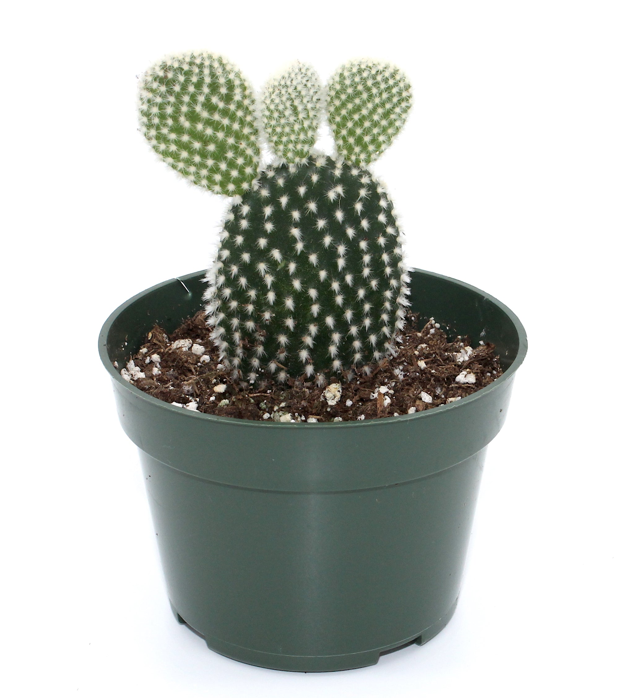 The biggest variety of cacti plants online in Canada — Cactus en Ligne
