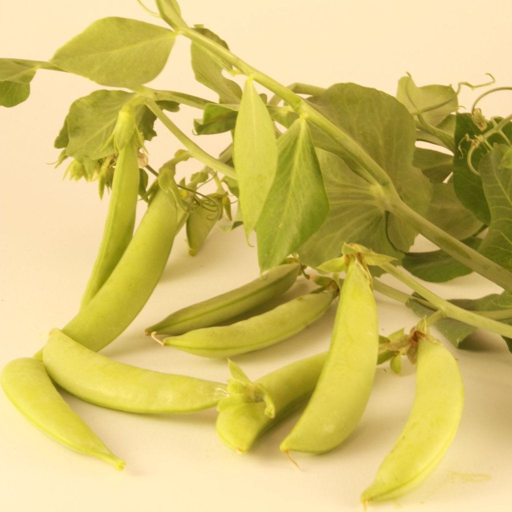 Sugar Snap Pea - Sugaree — Cactus en Ligne